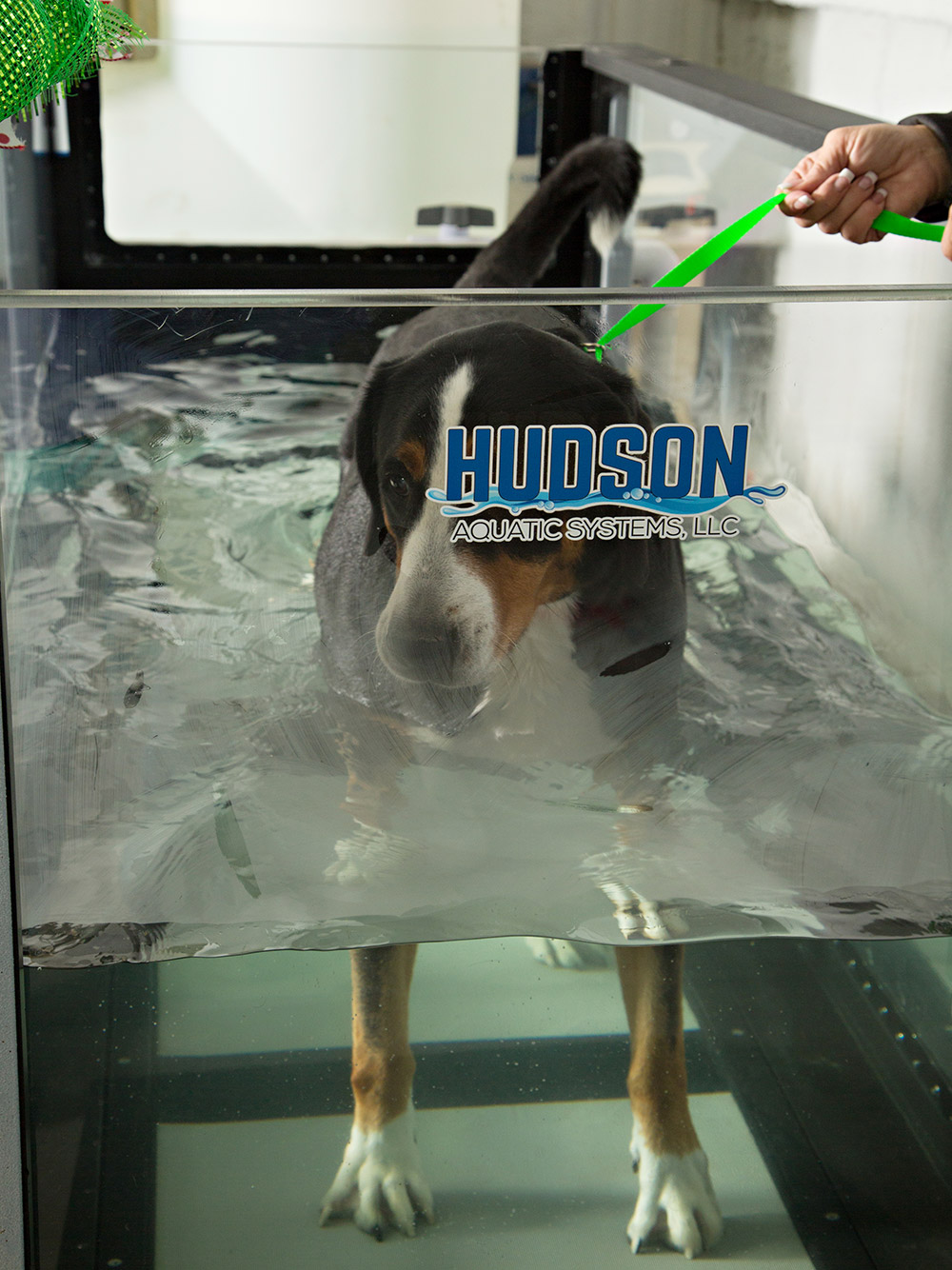 Equine Salt Water Therapy | Mission Statement